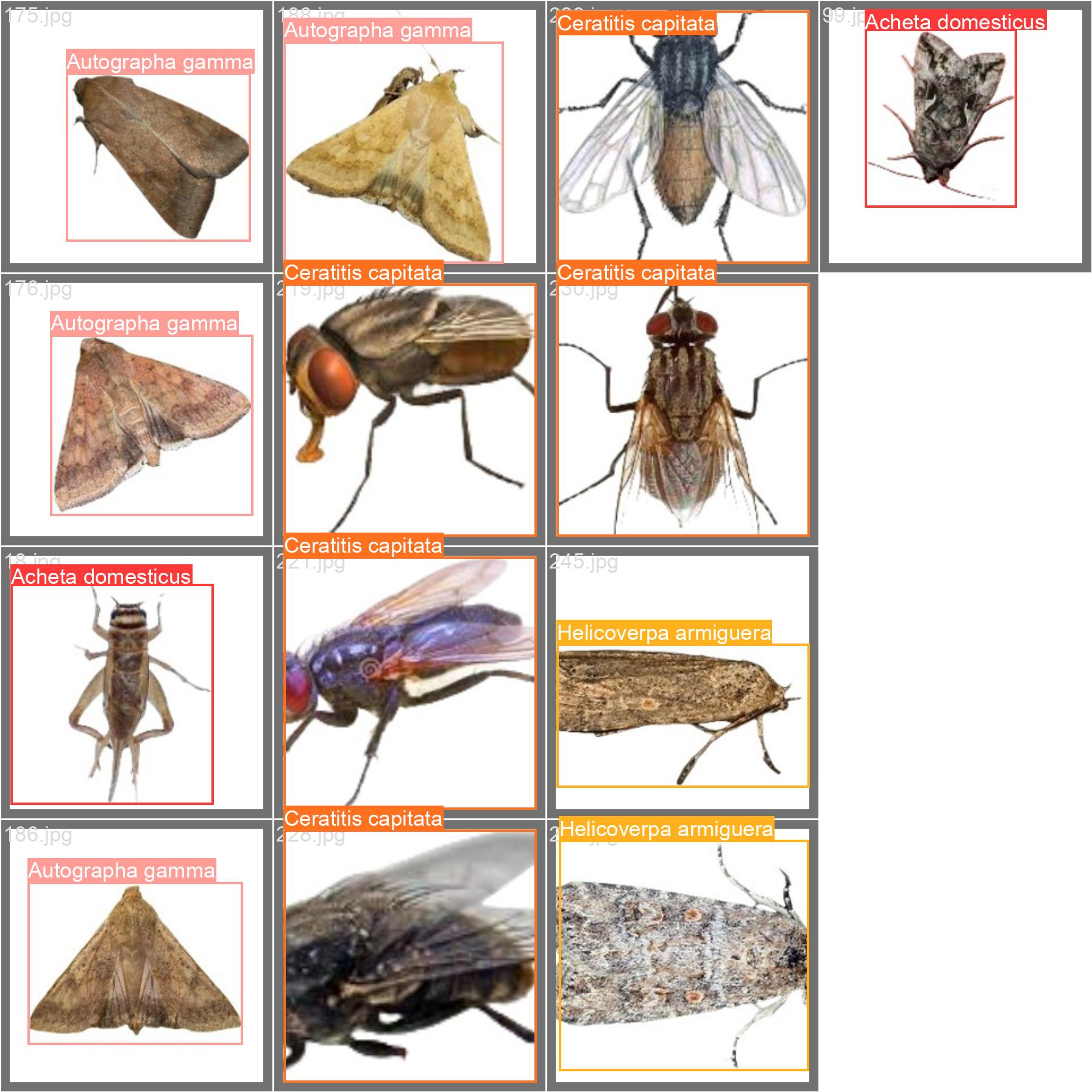Github Hamzaabbas0 Insects Detection With Pytorch