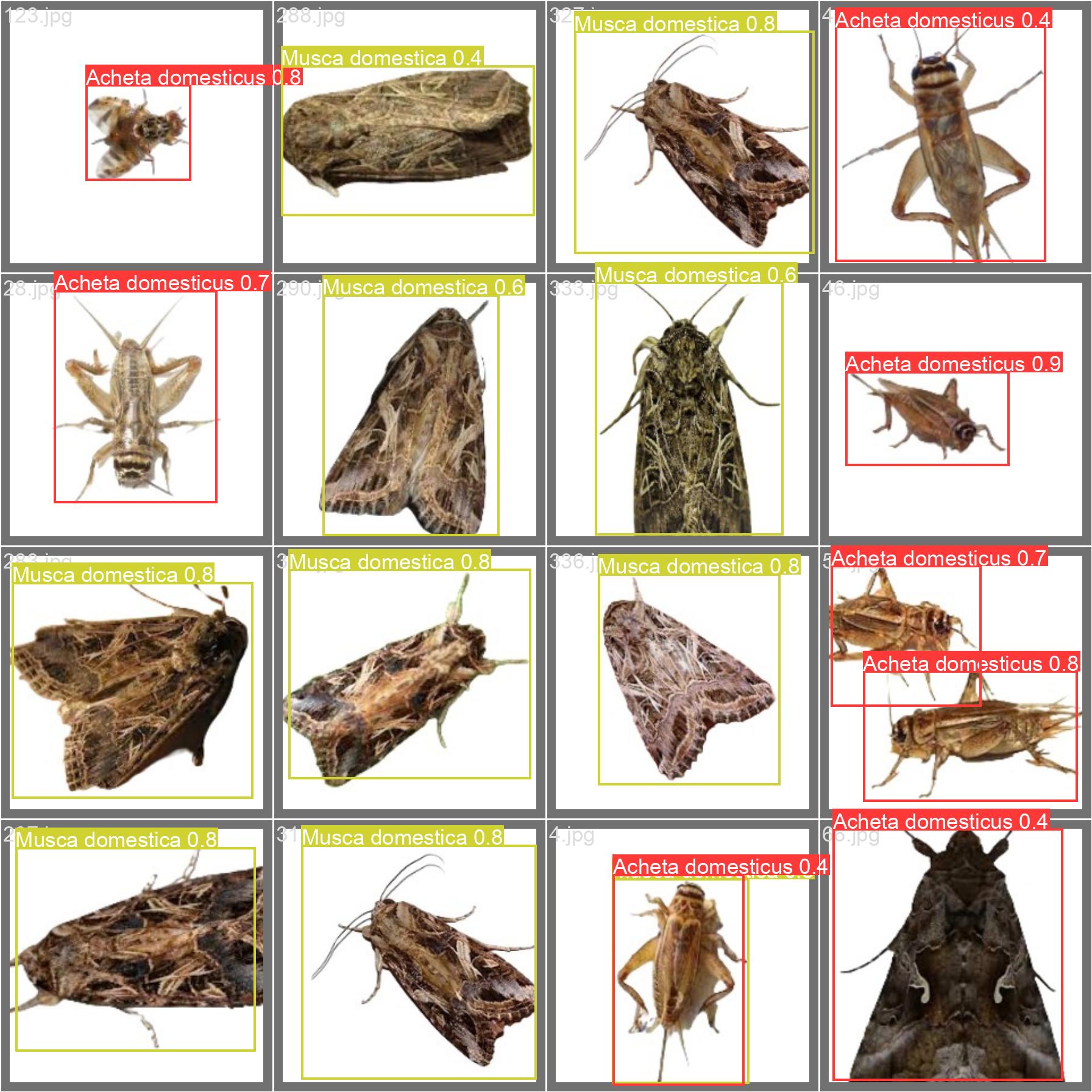 Github Hamzaabbas0 Insects Detection With Pytorch