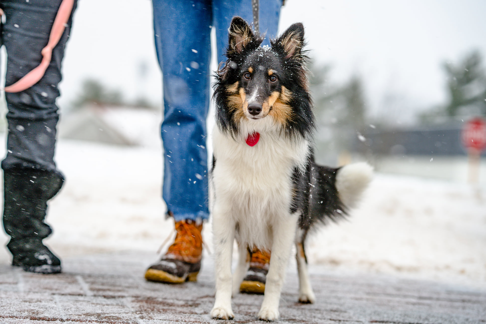 GitHub - aej6qm/Telling-Stories-with-Data: Portfolio for Telling ...