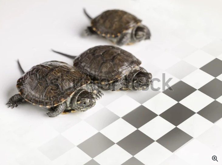 Github Jamshidbek97turtlerace In The Following Python Turtle Race The Turtle Is Played As 4819