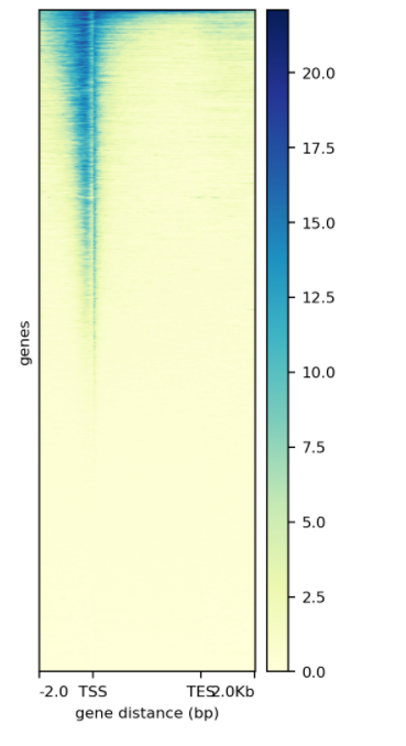GitHub - GrishanyaTarasenko/hse_hw2_chip