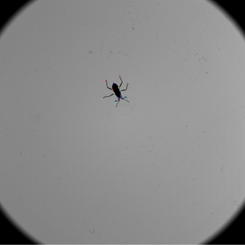 Create Videos is no longer labeling DLC 2.3.4 · Issue #2302 ...