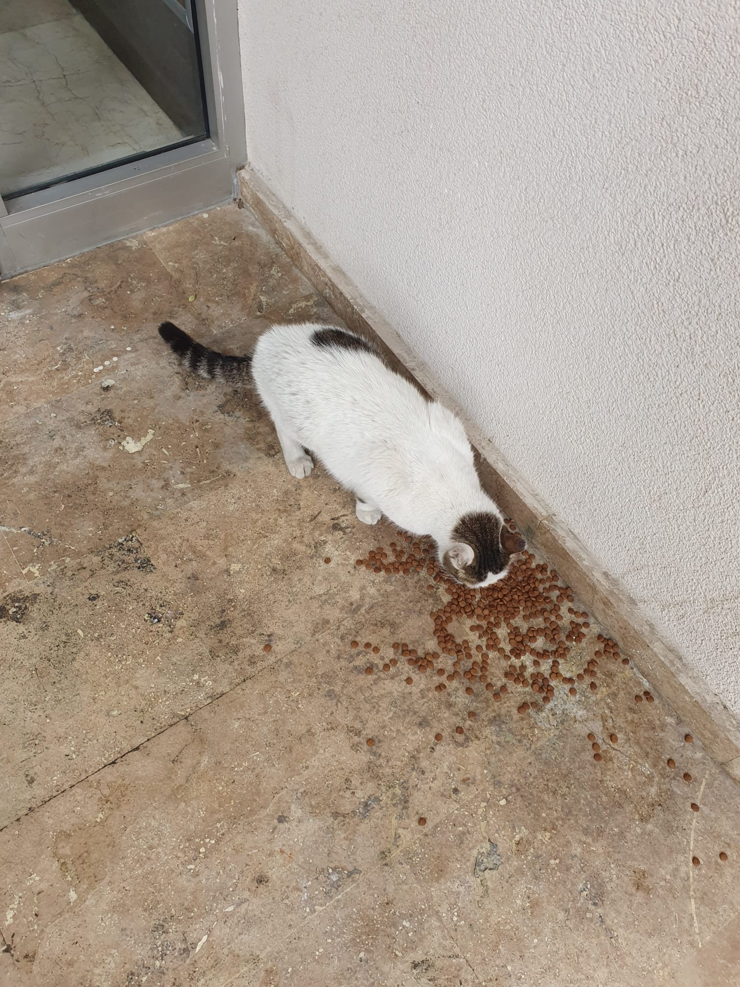 cat.png · Issue #4 · diamondburned/diamondburned · GitHub