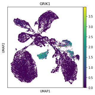 After sc.pp.normalize_total() and log1p() there is no gene expression ...