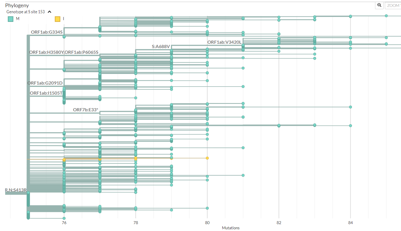 BQ.1.1 sublineage(s) with S:Y144-, S:M153I (607 and 75 seqs, mostly USA ...