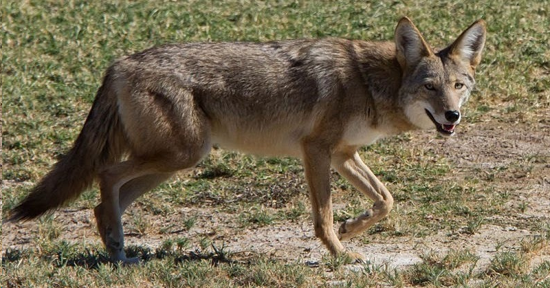 GitHub - Rakshithadevi/Augmented-reality-for-Extinct-Animals