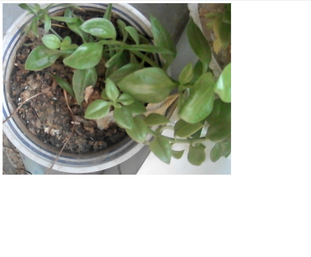 GitHub - sensir233/Remote-Plant-Farming-Developed-by-Raspberry-Pi: 利用树莓派开发实现远程植物记录观看，监视植物状态