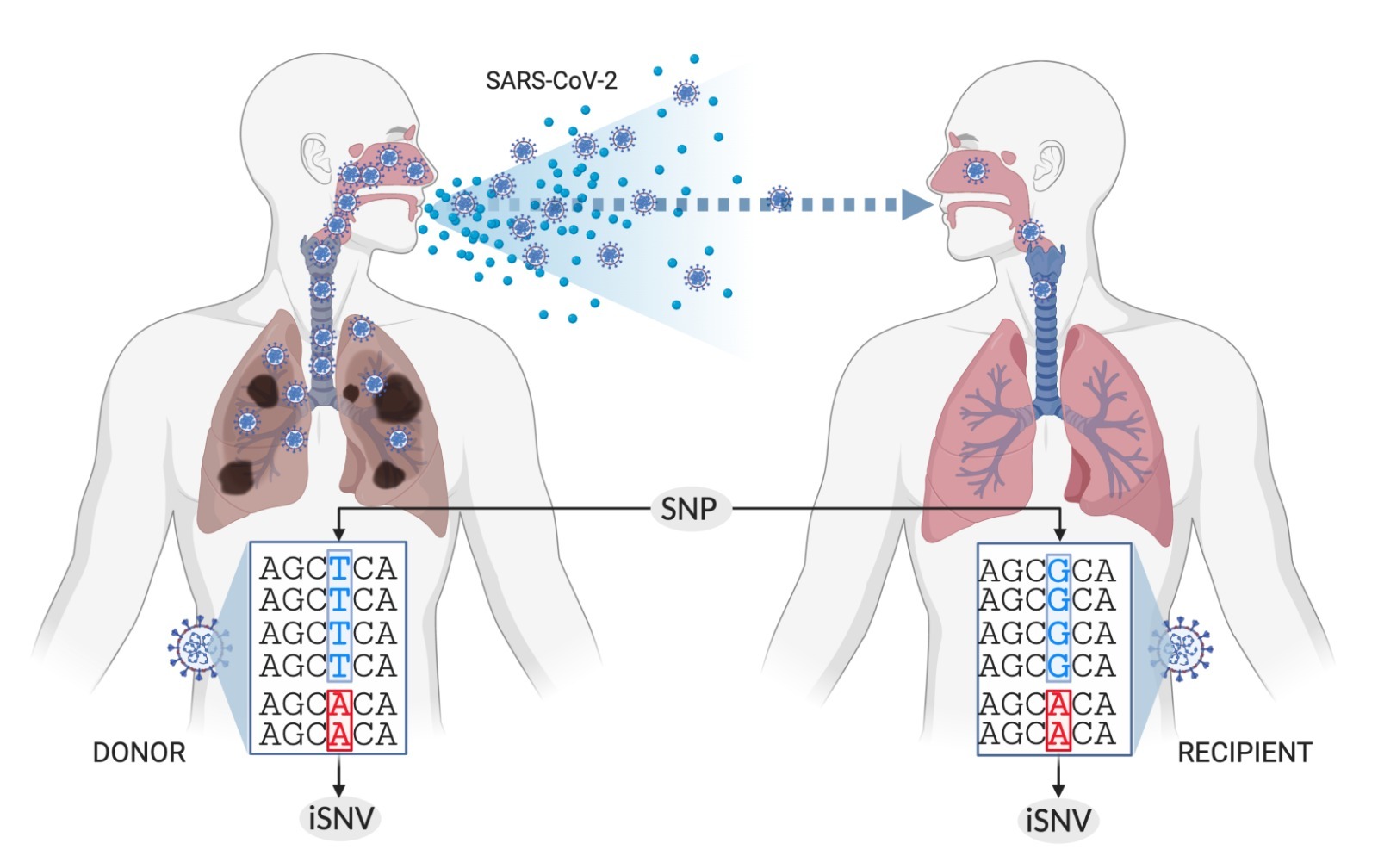 GitHub - collaborativebioinformatics/cov2db: cov2db repo provides necessary scripts for building ...