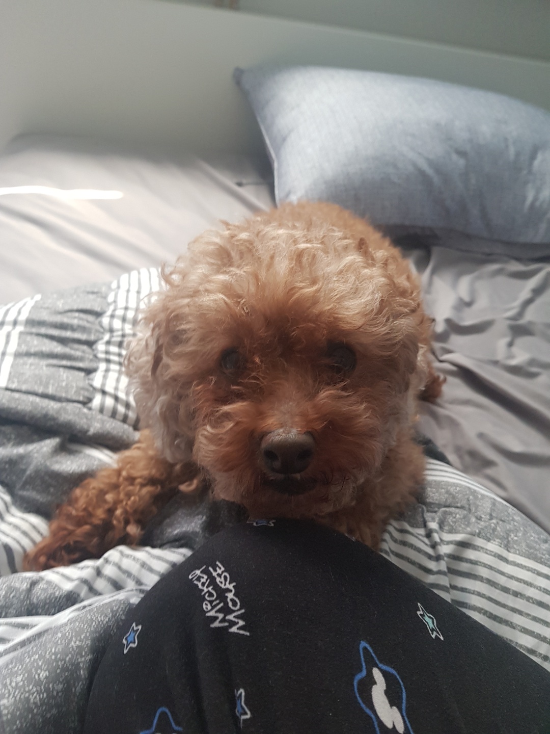 EastTigerK (DongHo Kang) · GitHub