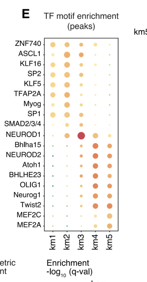TF Enrichment linked peaks · Issue #11 · GreenleafLab/brainchromatin ...
