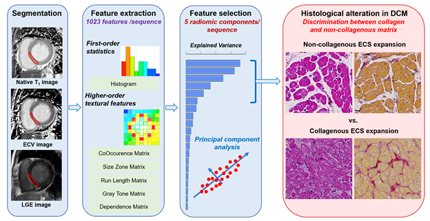 GitHub - HMS-CardiacMR/Radiomics_Histology_PCA