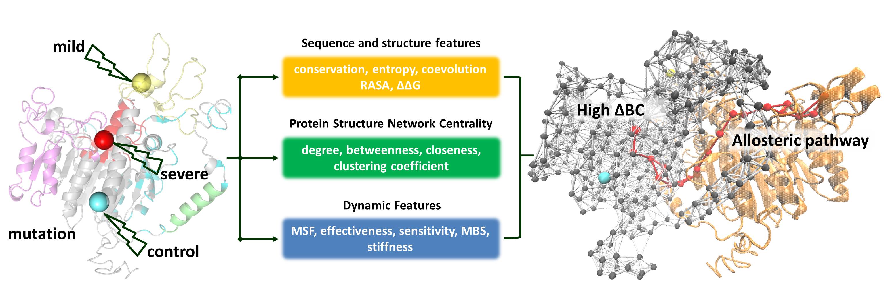 GitHub - CSB-SUDA/Allosteric-mutation: DAC of “Dissecting Mutational Allosteric Effects in ...
