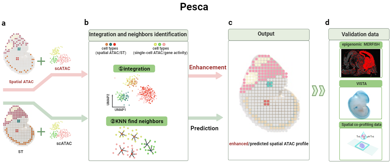 GitHub - xmuhuanglab/Pesca