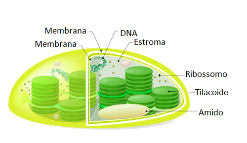 GitHub - godoirezende/celulas: Maquete