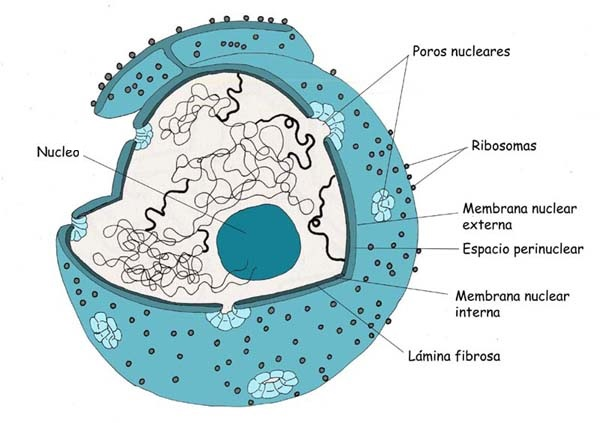 GitHub - godoirezende/celulas: Maquete