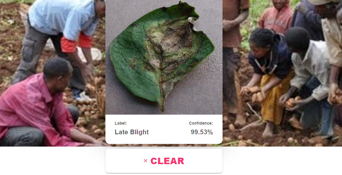 GitHub - jacquesasinyo/potato-disease-detection