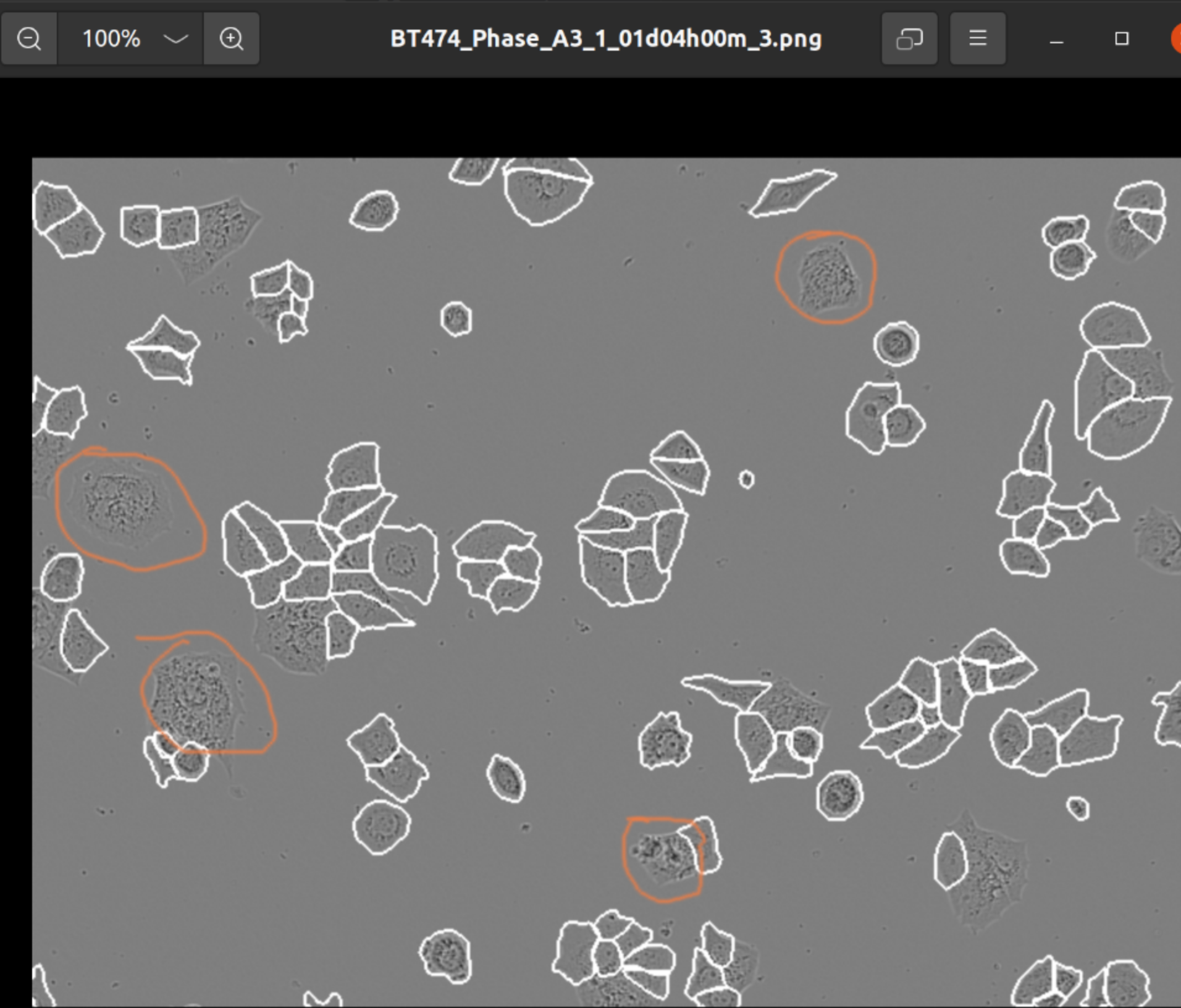 conver json to npy · Issue #13 · sartorius-research/LIVECell · GitHub