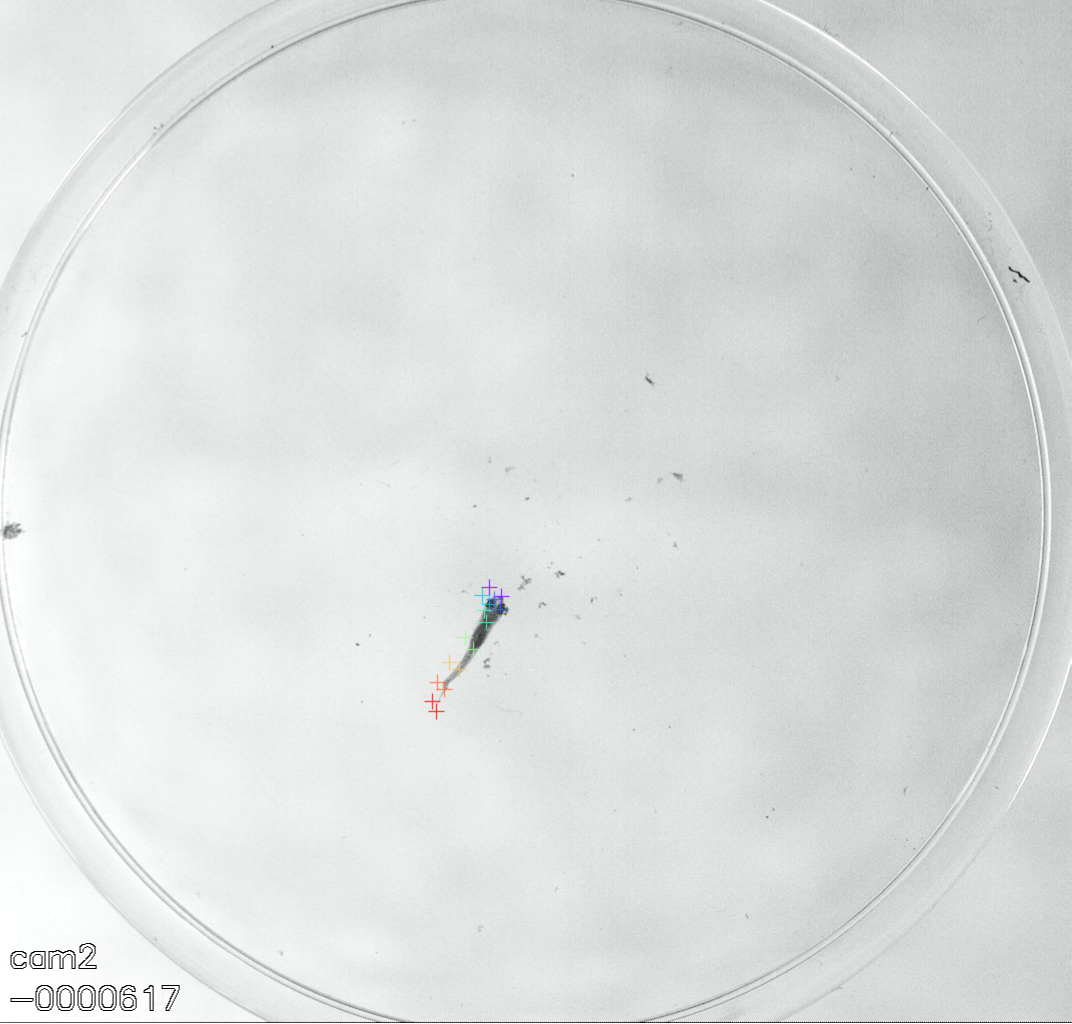 Consistent offset of labels when using EfficientNet · Issue #1509 · DeepLabCut/DeepLabCut · GitHub