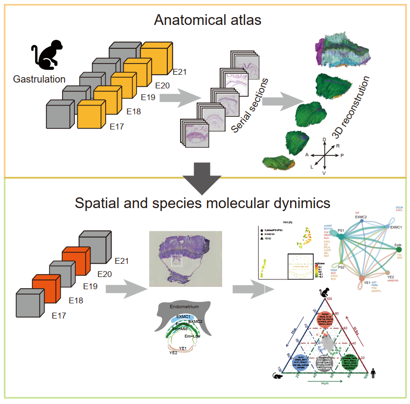 GitHub - gpenglab/primategastrulation