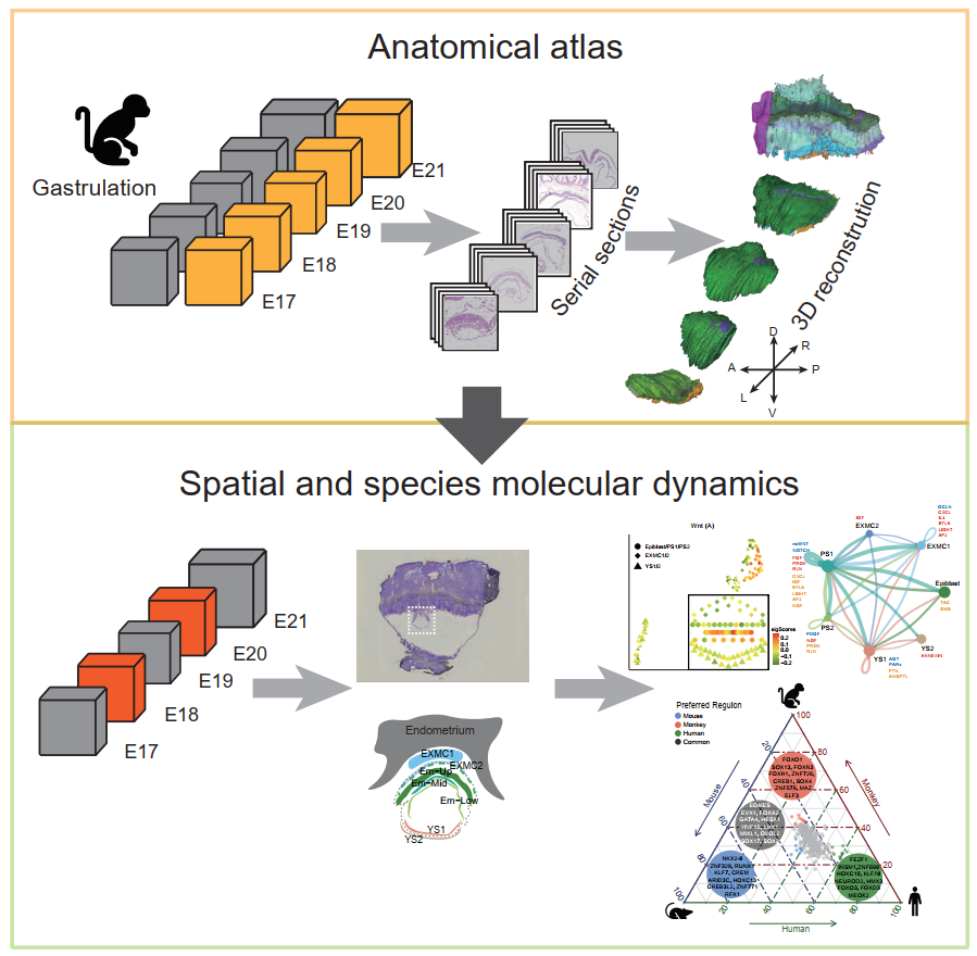 GitHub - GuizhongCui/Primate.Gastrulation2021: Geography and molecular ...
