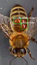 GitHub - 0m0D1NGR0NALD/Varroa-Mites-Detection-In-Bees: Using YOLOv5 for ...
