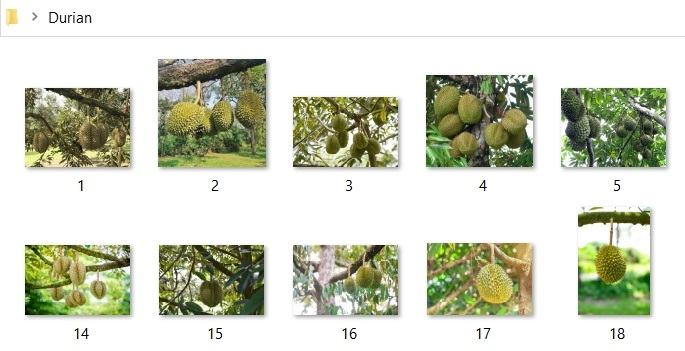 Github Mewmp55 Image Object Detection On Durian Dataset