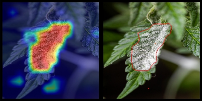 GitHub - er1009/plant-disease-detection: This project deals with the ...