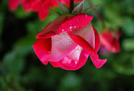 GitHub - Sathwikak96/IMAGE-PROCESSING