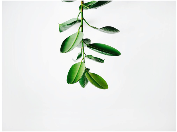 GitHub - Prajnashree00/image-processing