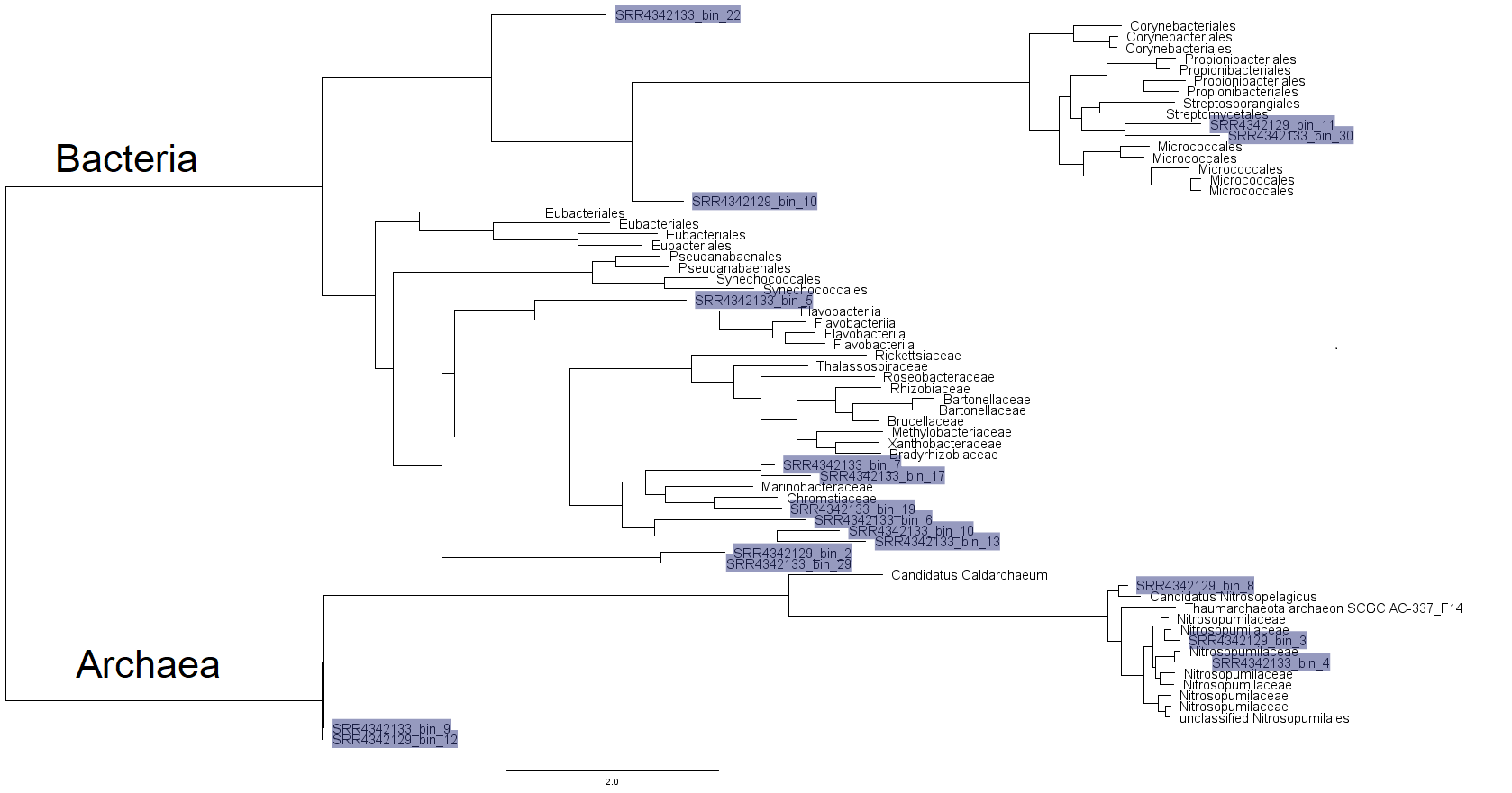Phylogeny and Annotation - alexzord/plankton2022 GitHub Wiki