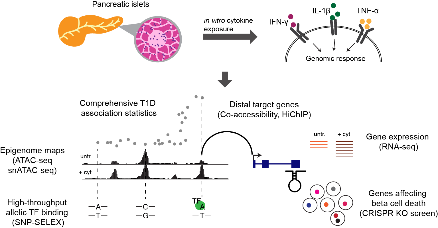 GitHub - Gaulton-Lab/BetaCells_cytokines_T1D: Repository of notebooks ... GitHub - Gaulton-Lab/BetaCells_cytokines_T1D: Repository of notebooks ...