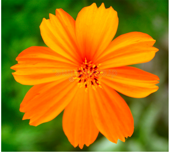 Github Yashkana Image Processing Lab