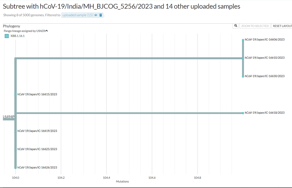 Proposal for a new sub-lineage of XBB.1.16 with Spike S494P mutation ...