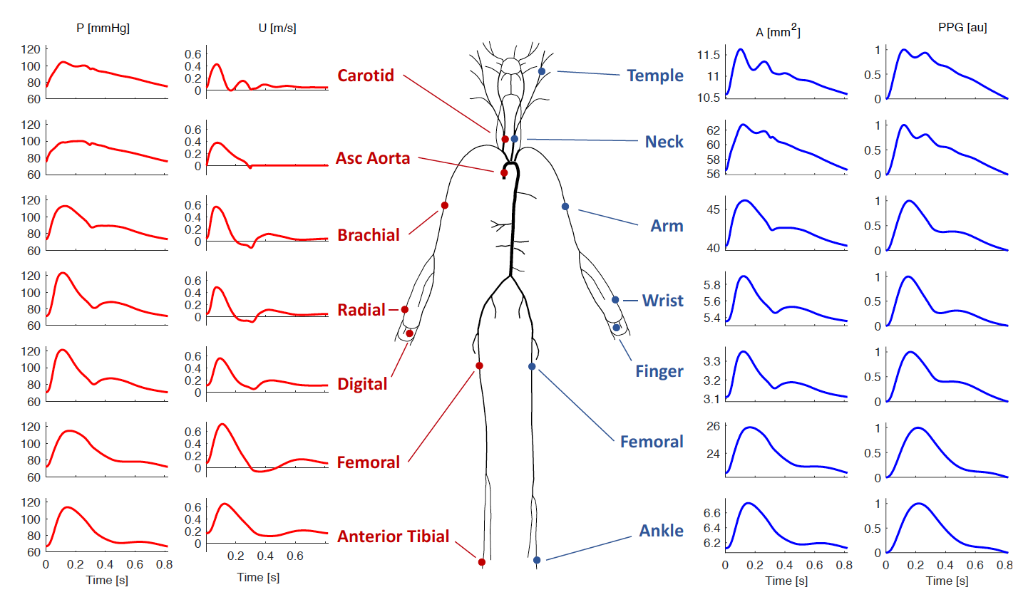 Simulated Pulse Wave Database By Peterhcharlton