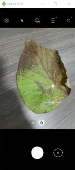 Github Kanthikiran006 Tomato Plant Leaf Disease Prediction