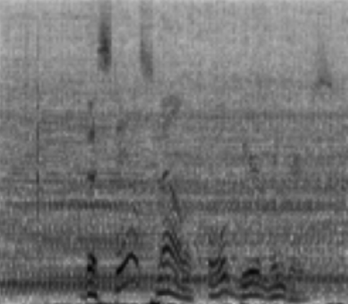 GitHub - mineraldragon/spectrograms_using_Librosa: Exploring how to ...